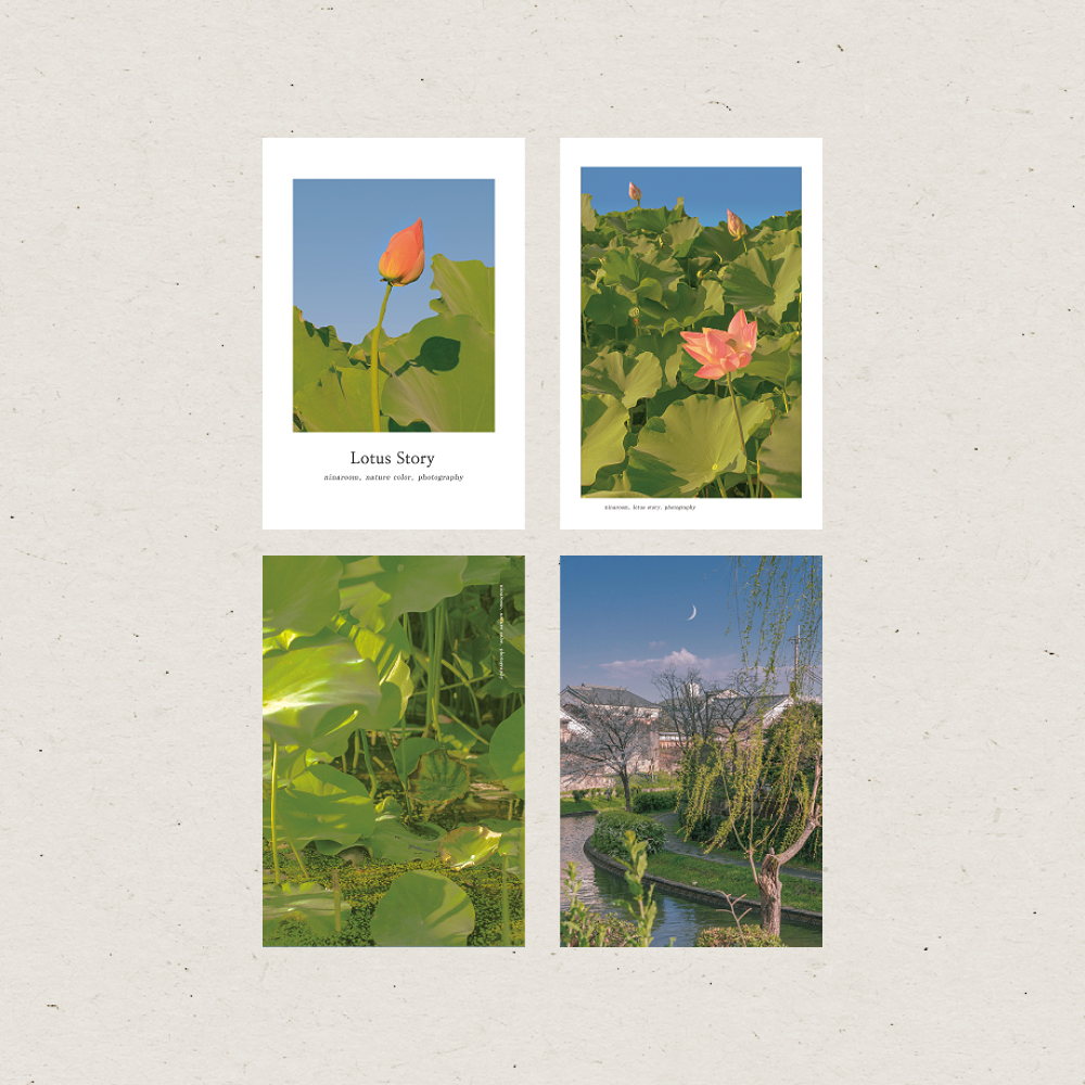 Lotus Story Post card 4pcs set | NUGU